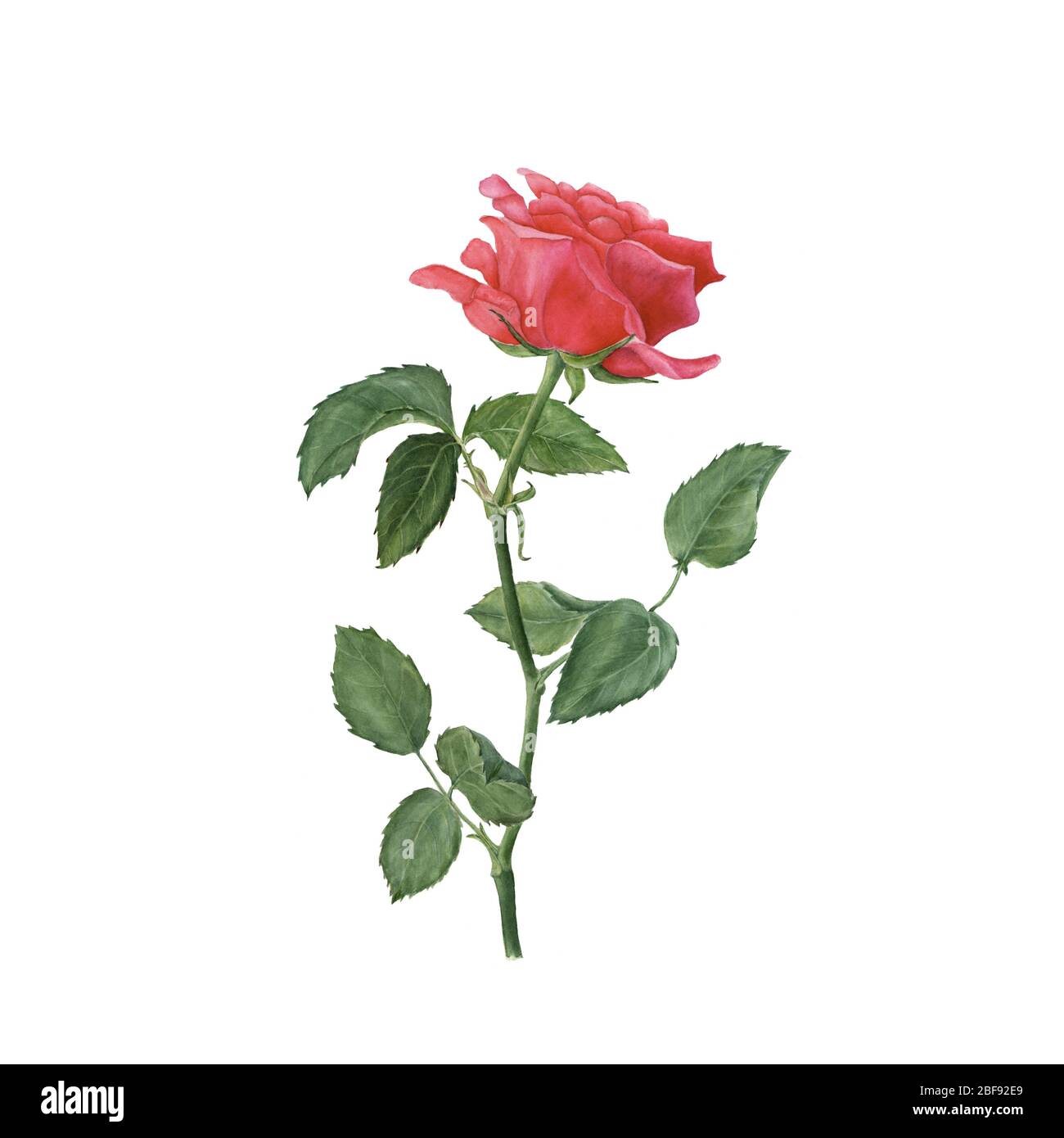 Rose tattoo illustration hi-res stock photography and images - Alamy