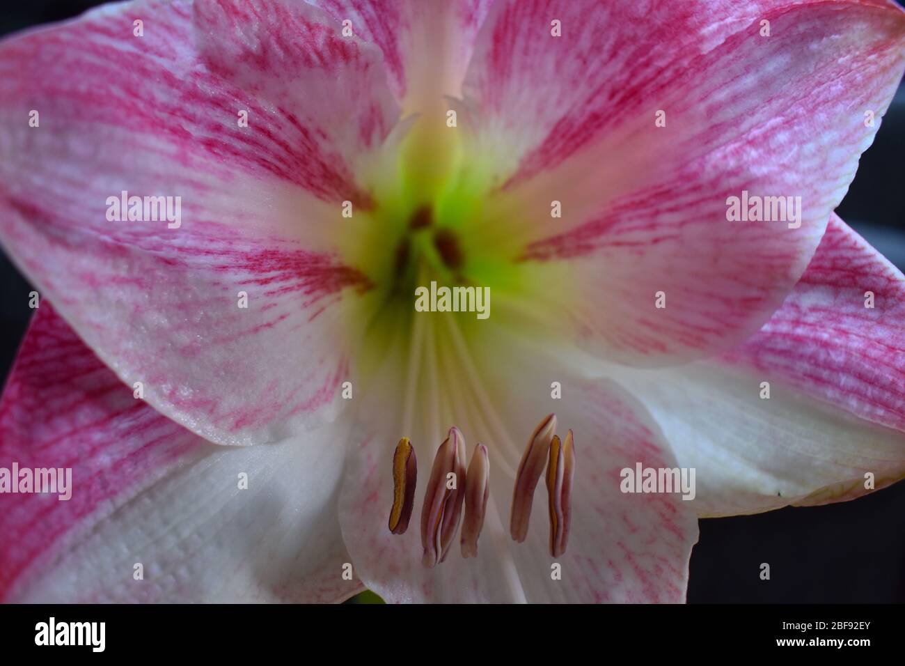 Striped Barbados lily is a flowering perennial producing large bell ...