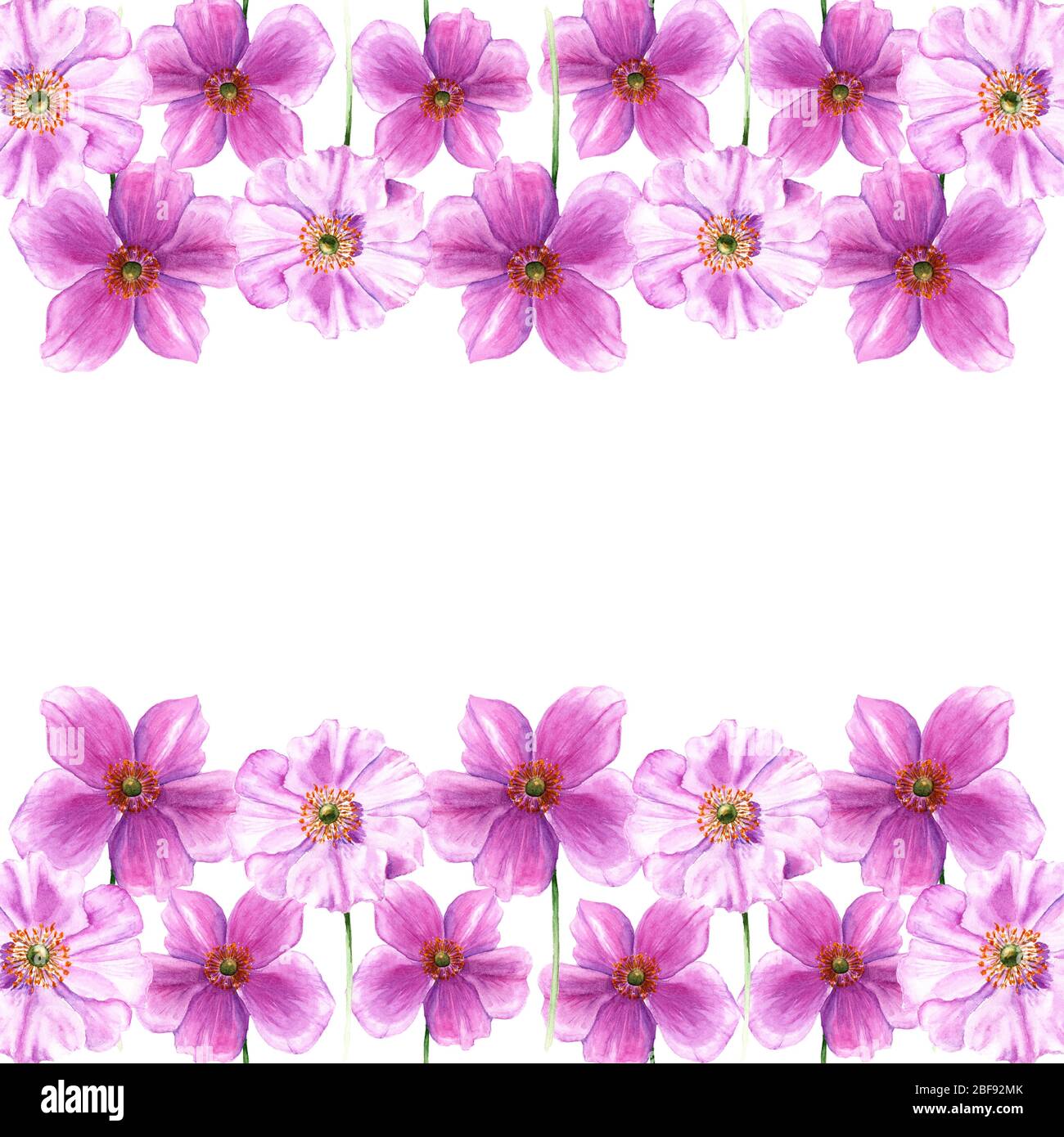 Watercolor border from anemone flowers. Hand drawn flowers isolated on ...