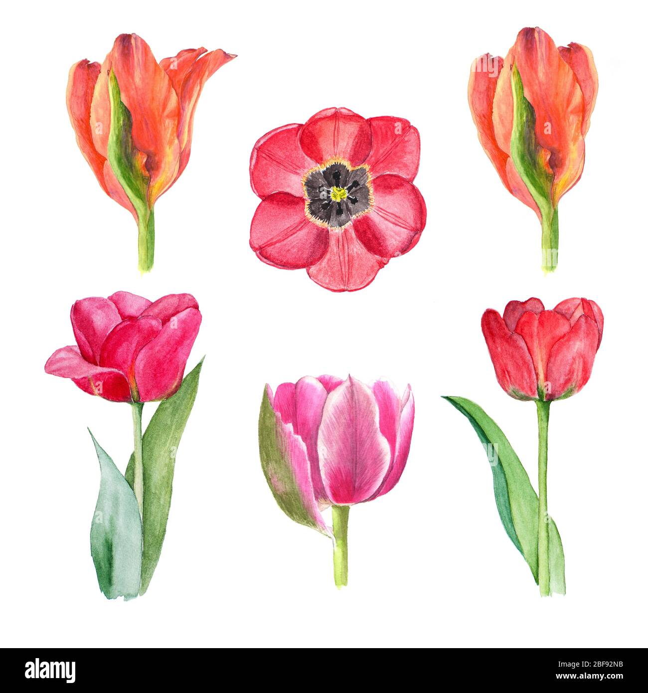 Watercolor tulips set, hand drawn illustration of spring flowers ...