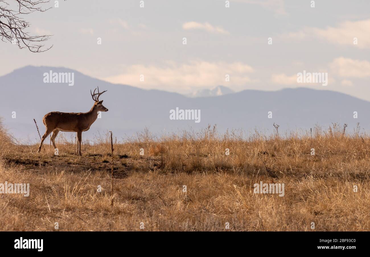 Whitetail Deer Buck During the Fall Rut in Colorado Stock Photo - Alamy