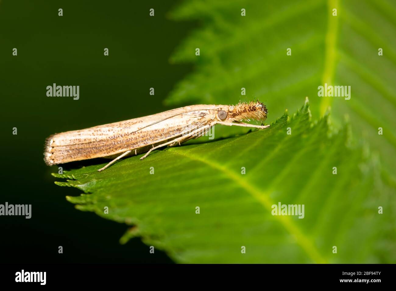 Venation scale hi-res stock photography and images - Alamy