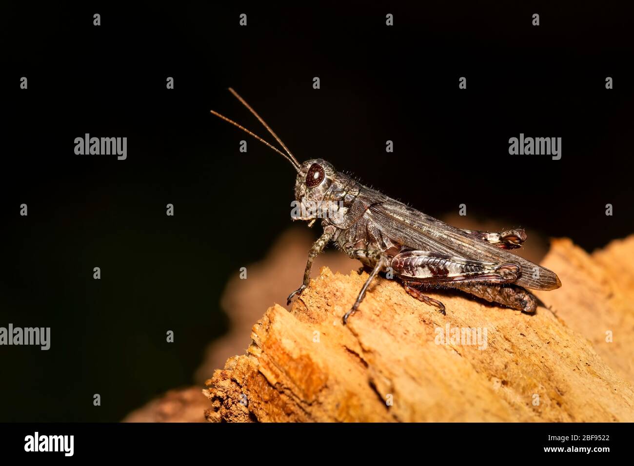 Spotted grasshopper resting on wood with dark background Stock Photo ...