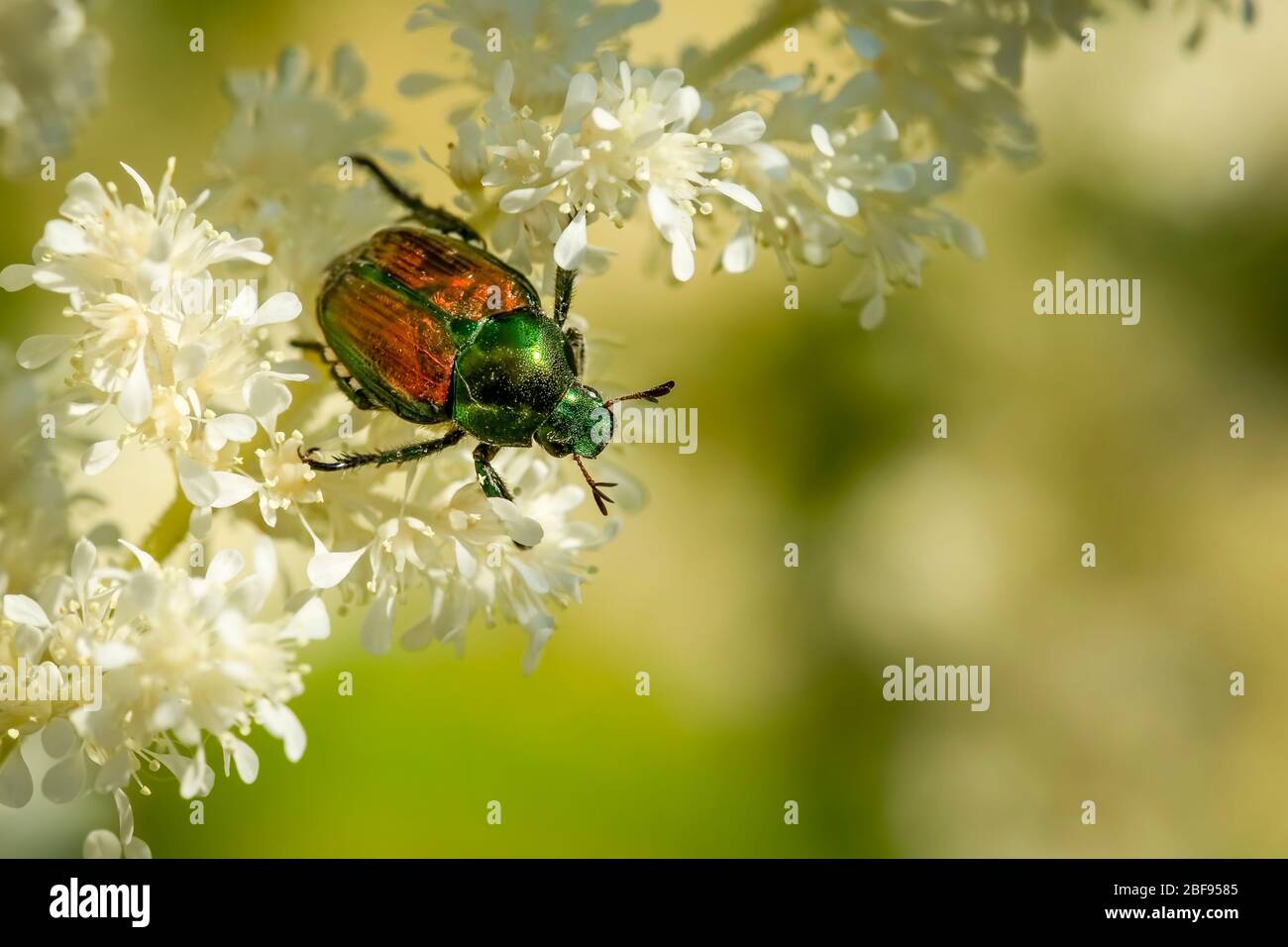 Japanese beetle popillia japonica hi-res stock photography and images ...