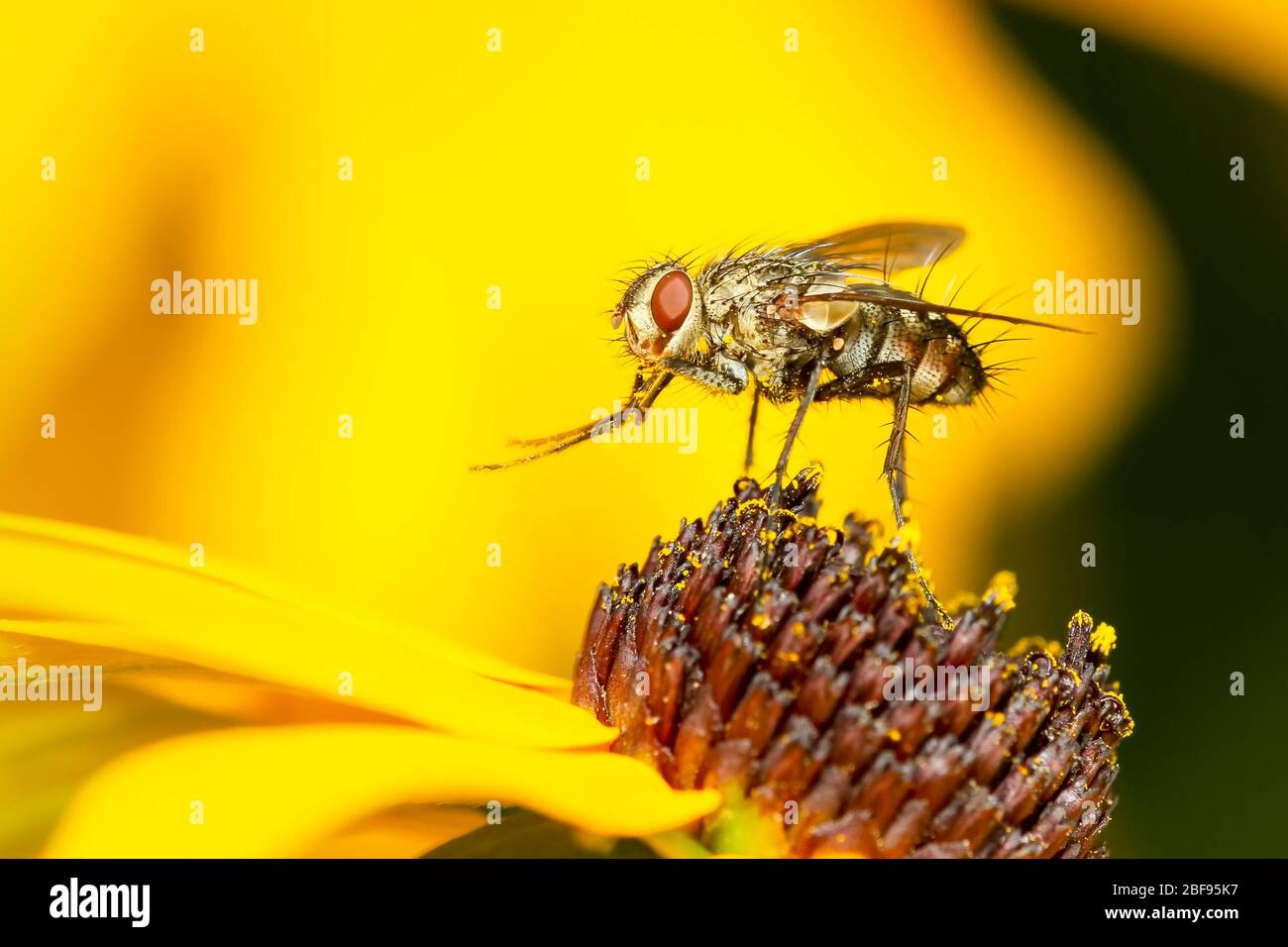 Female fly hi-res stock photography and images - Alamy