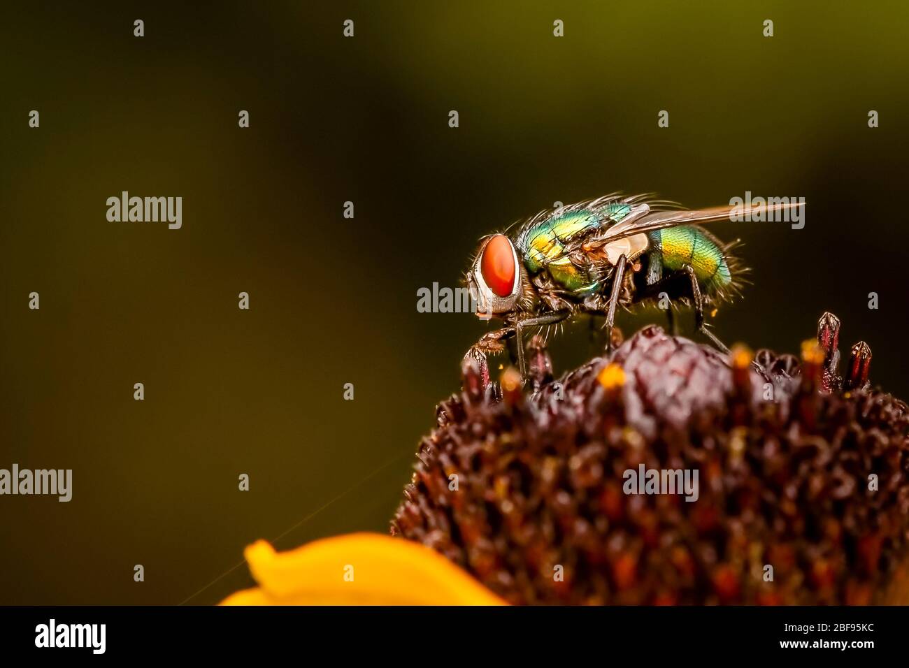 Metallic green fly hi-res stock photography and images - Alamy