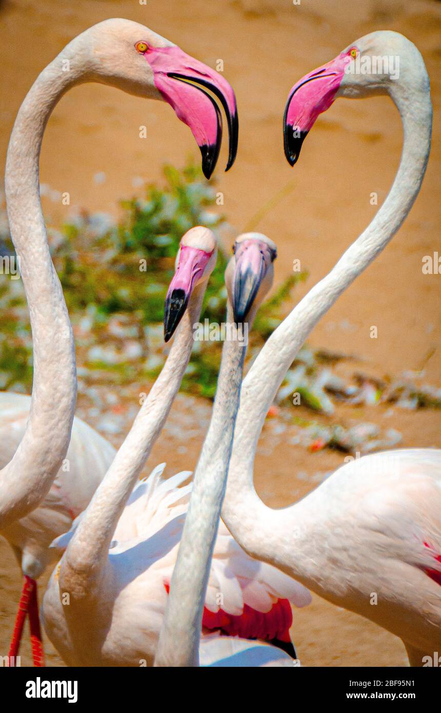 Pink flamingo heart shape hi-res stock photography and images - Alamy