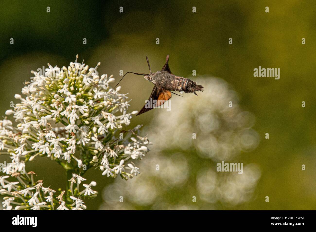 Macro Wildlife Living in my garden, are not always a bad thing. the ...