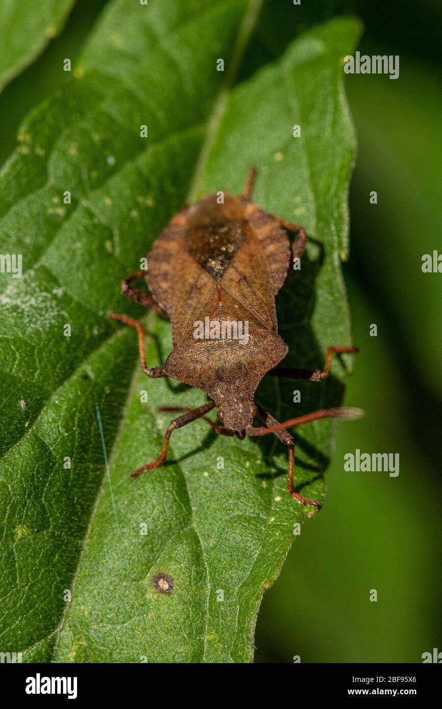 Macro Wildlife Living in my garden,Garden bugs in the backyard are not ...