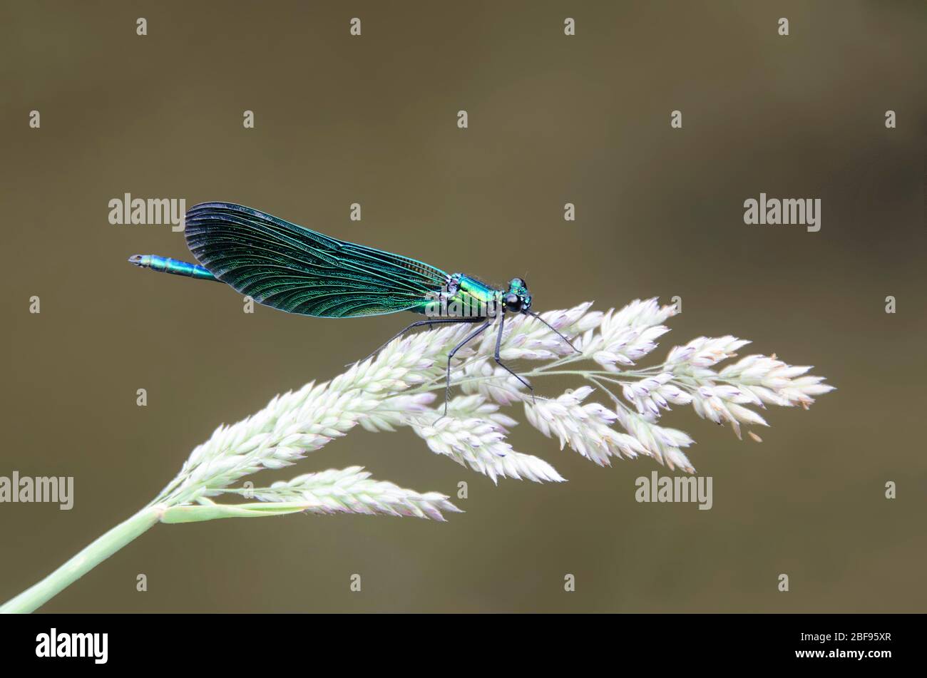 Macro Wildlife Living in my garden,Garden bugs in the backyard are not ...