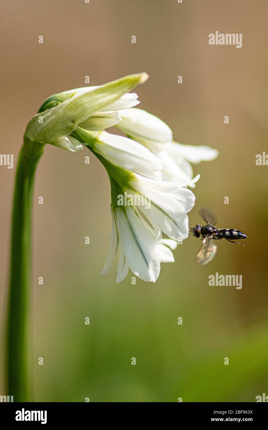 Macro Wildlife Living in my garden,Garden bugs in the backyard are not ...
