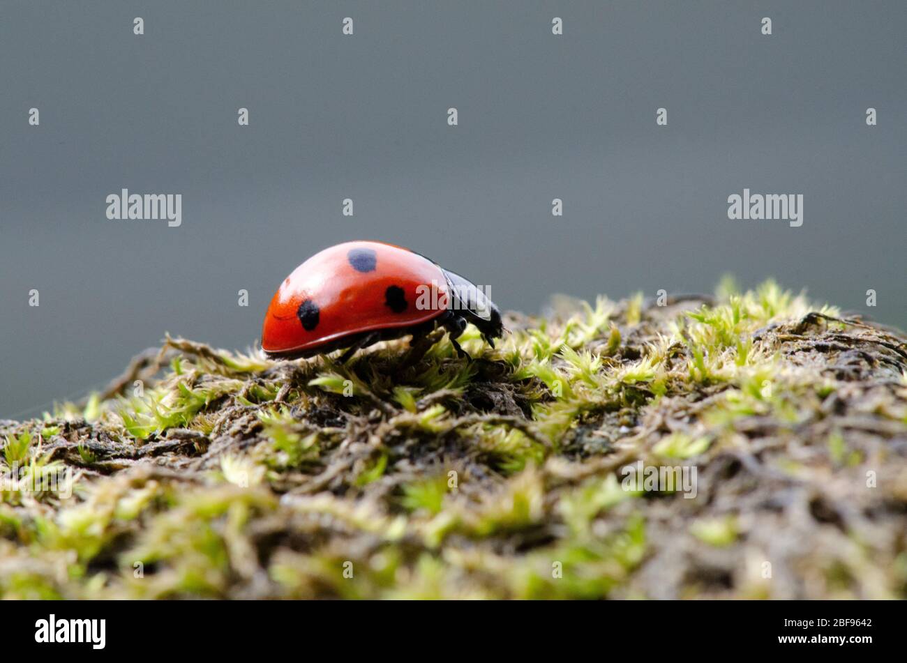 Macro Wildlife Living in my garden,Garden bugs in the backyard are not ...