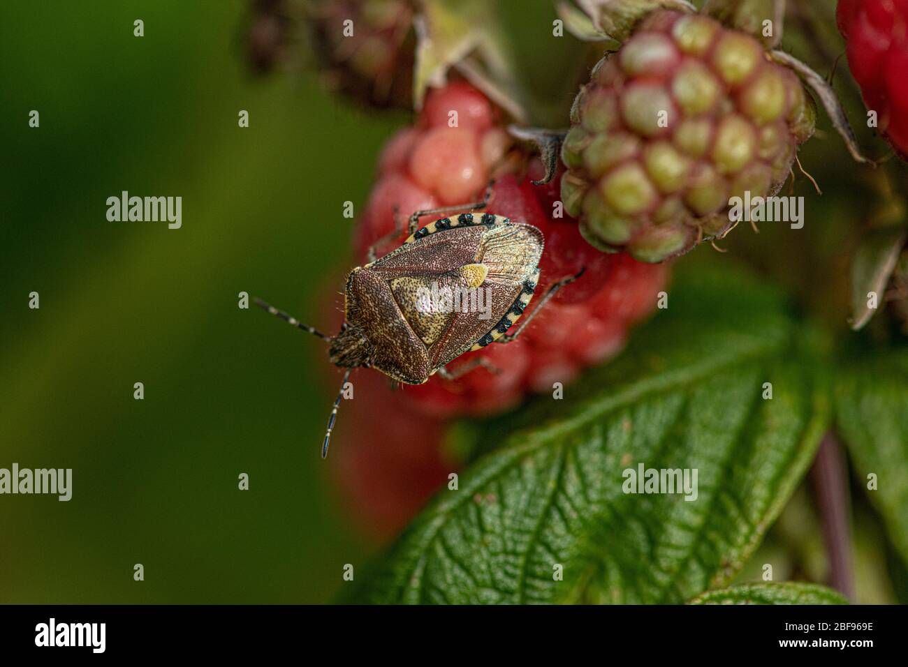 Macro Wildlife Living in my garden,Garden bugs in the backyard are not ...