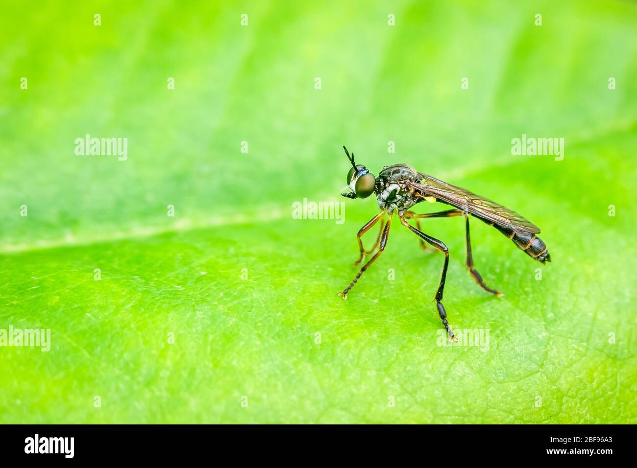 Robber fly resting on leaf hi-res stock photography and images - Alamy