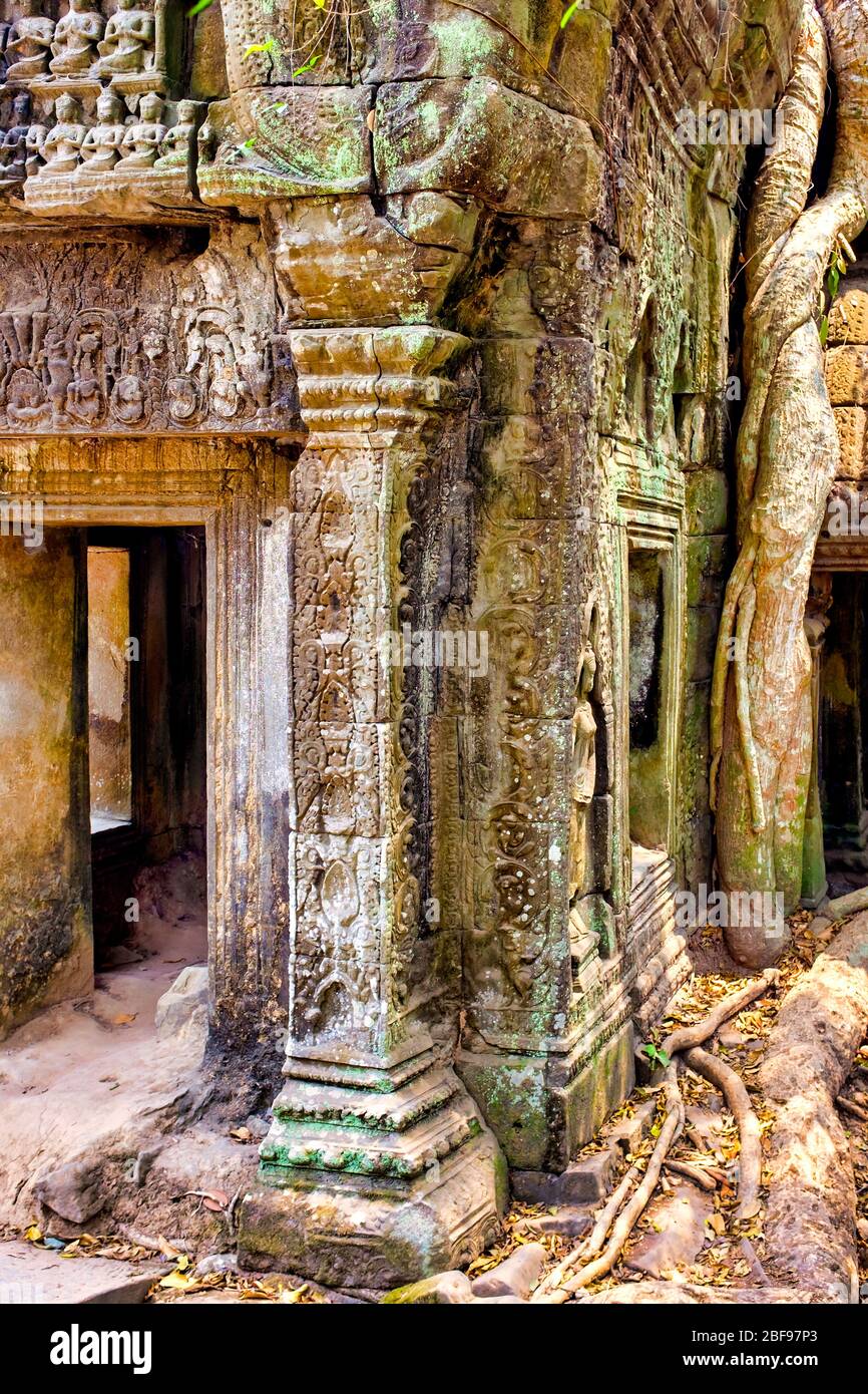 Spung tree (Tetrameles nudiflora) growing in the Ta Prohm temple ruins ...