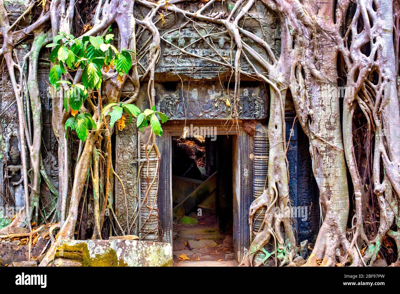 Spung tree (Tetrameles nudiflora) growing in the Ta Prohm temple ruins ...