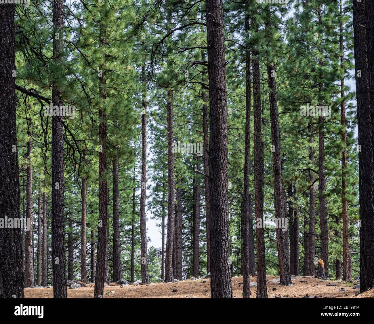 Reno with mountains hi-res stock photography and images - Alamy