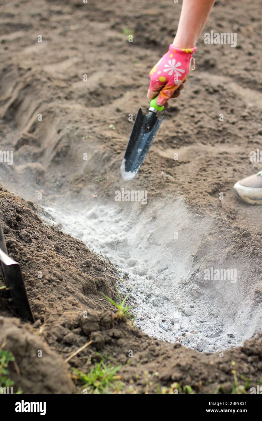 Ash fertilizing the soil hi-res stock photography and images - Alamy