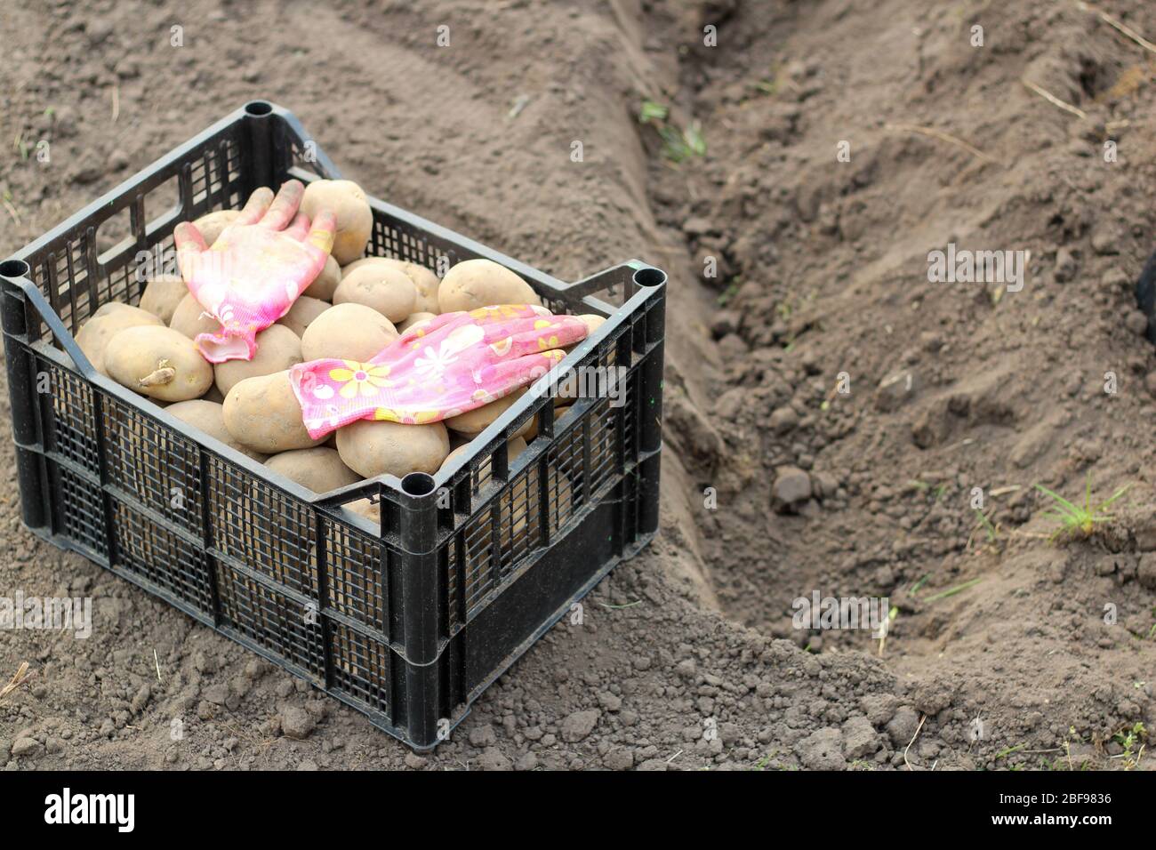 Planting seeds of potato on field hi-res stock photography and images ...