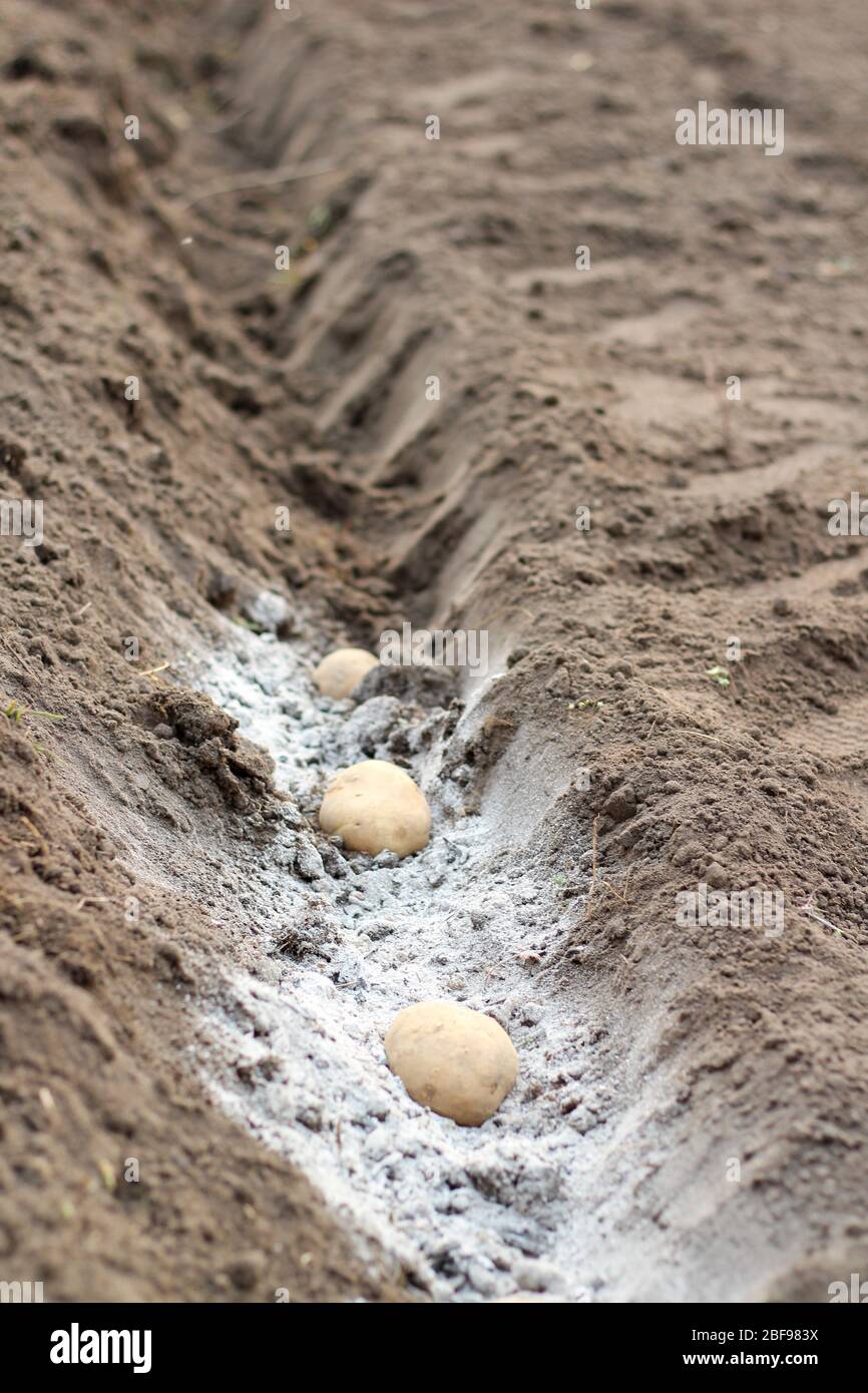 Potatoes laid in ash-fertilized holes in a row. The process of spring ...