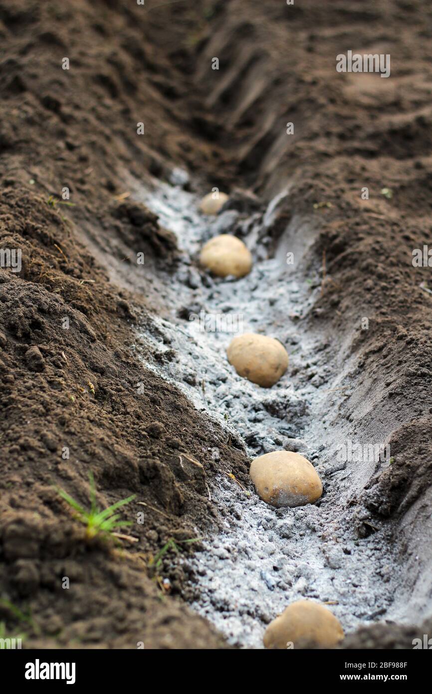Potatoes laid in ash-fertilized holes in a row. The process of spring ...