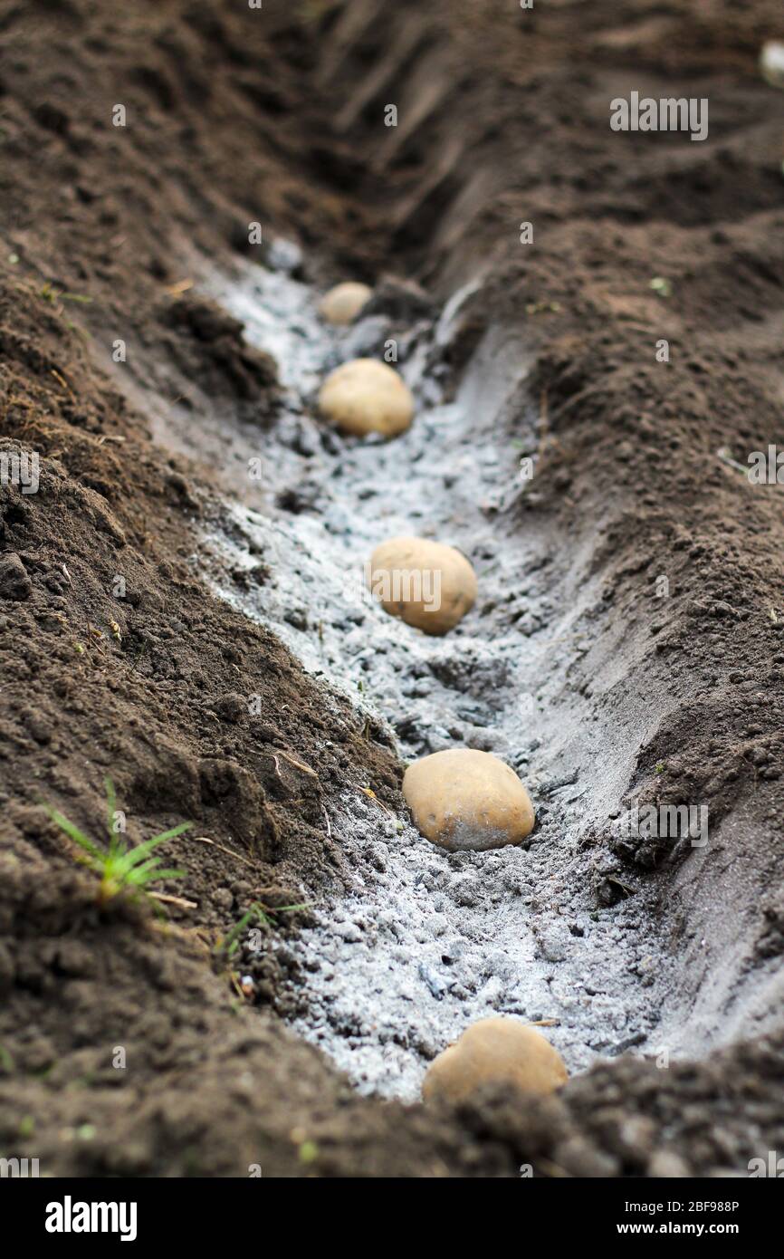 Potatoes laid in ash-fertilized holes in a row. The process of spring ...