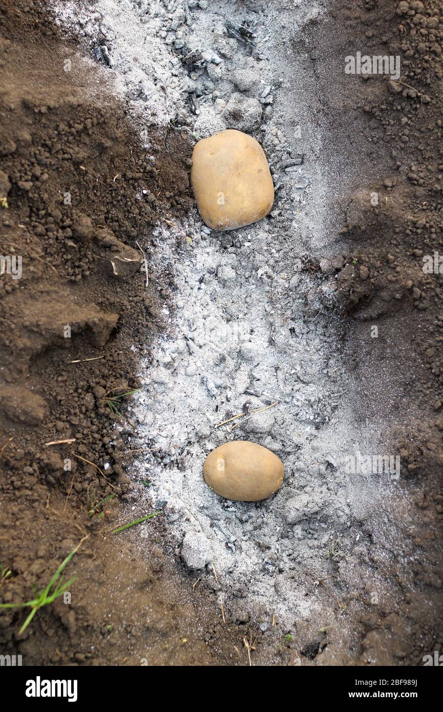 Potatoes laid in ash-fertilized holes in a row. The process of spring ...