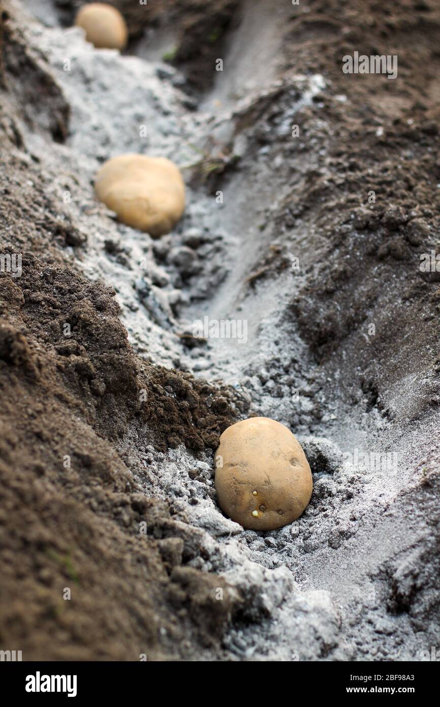 Potatoes laid in ash-fertilized holes in a row. The process of spring ...