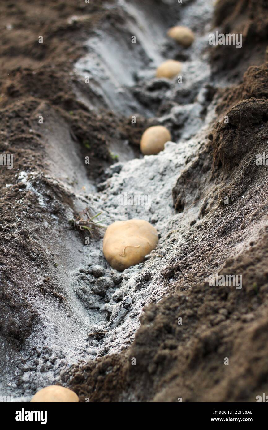 Potato field fertilized nitrogen hi-res stock photography and images ...