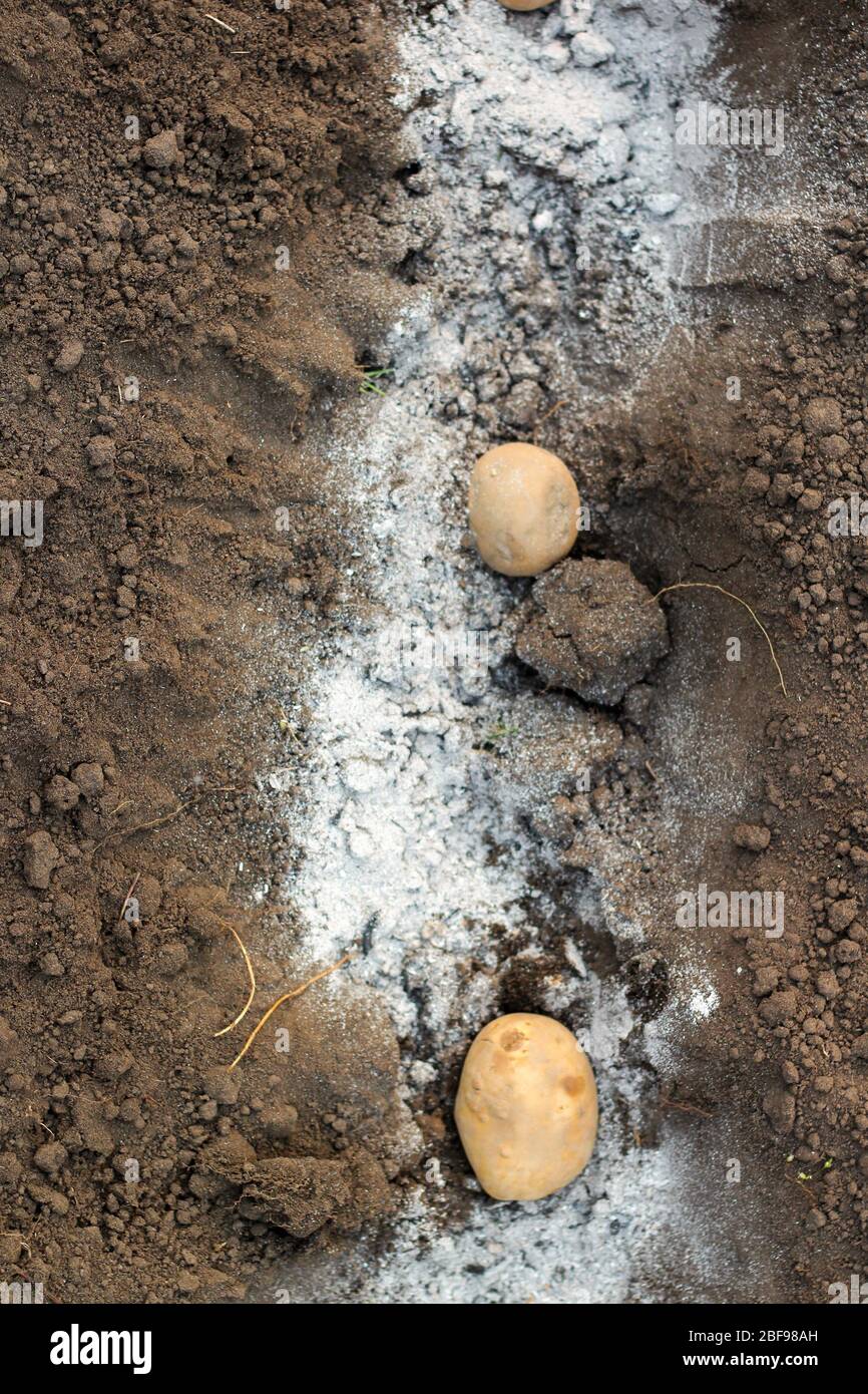 Potatoes laid in ash-fertilized holes in a row. The process of spring ...