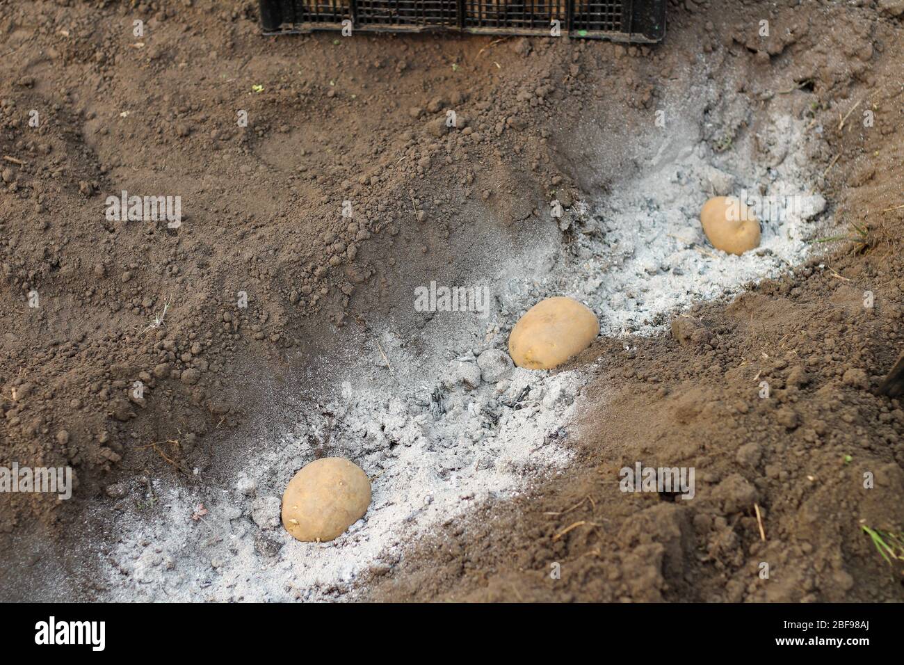 Potato field fertilized nitrogen hi-res stock photography and images ...