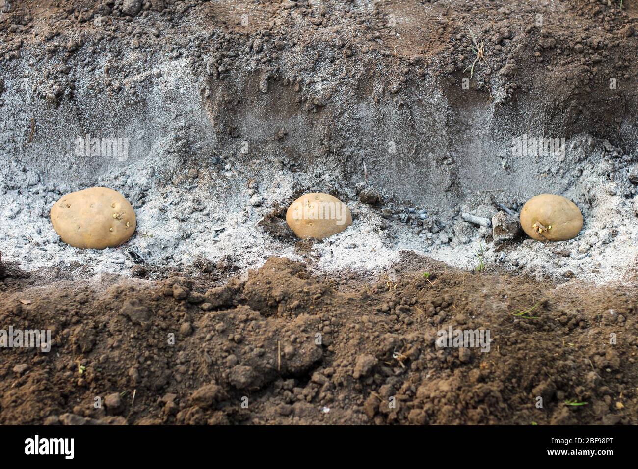 Potatoes laid in ash-fertilized holes in a row. The process of spring ...