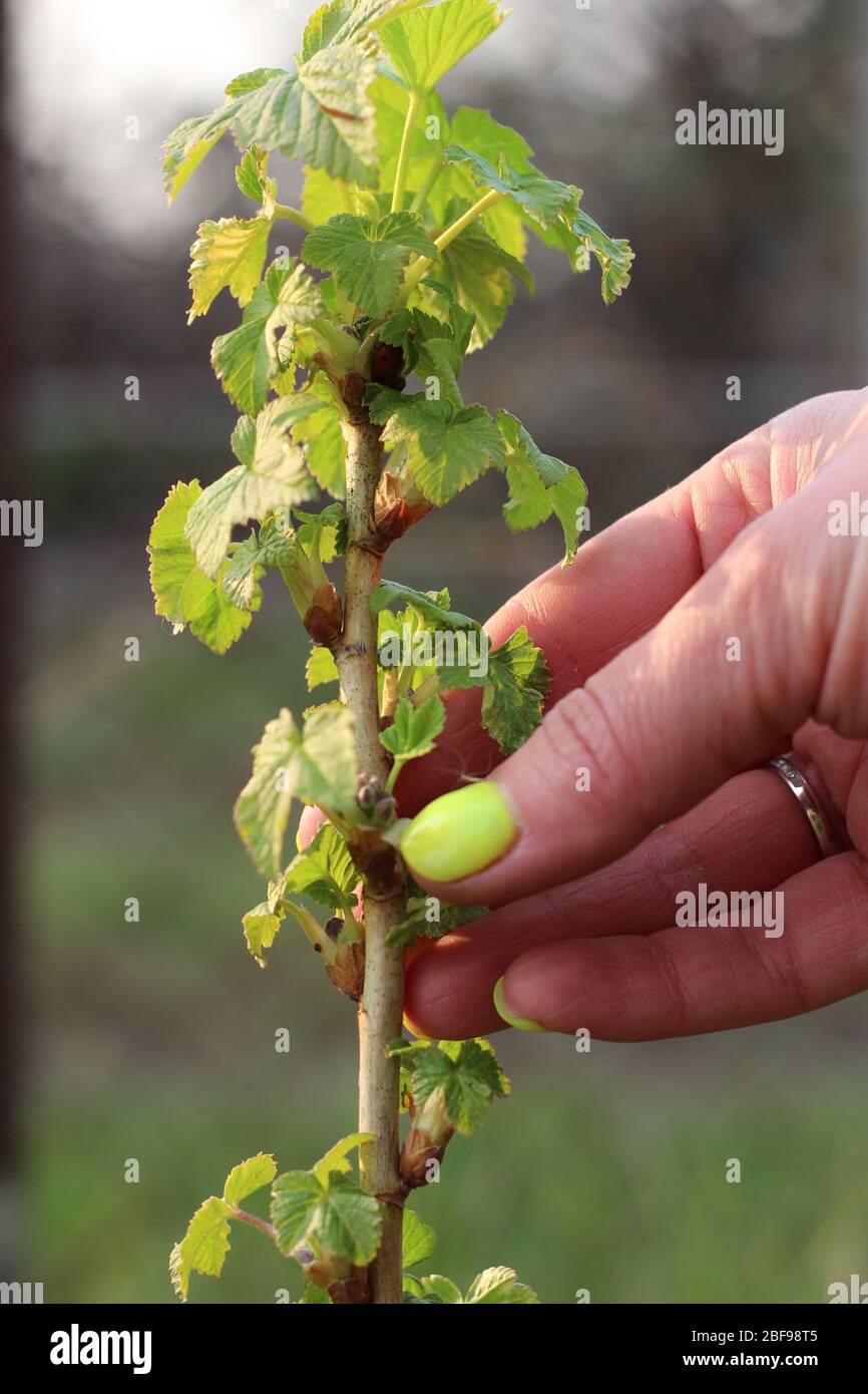 Flowering currant bushes on a blurry spring background Stock Photo - Alamy