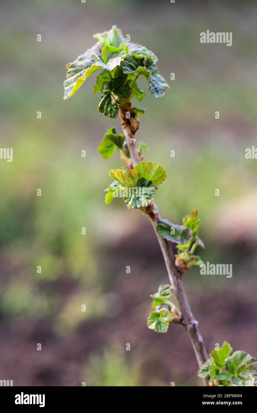 Flowering currant bushes on a blurry spring background Stock Photo - Alamy