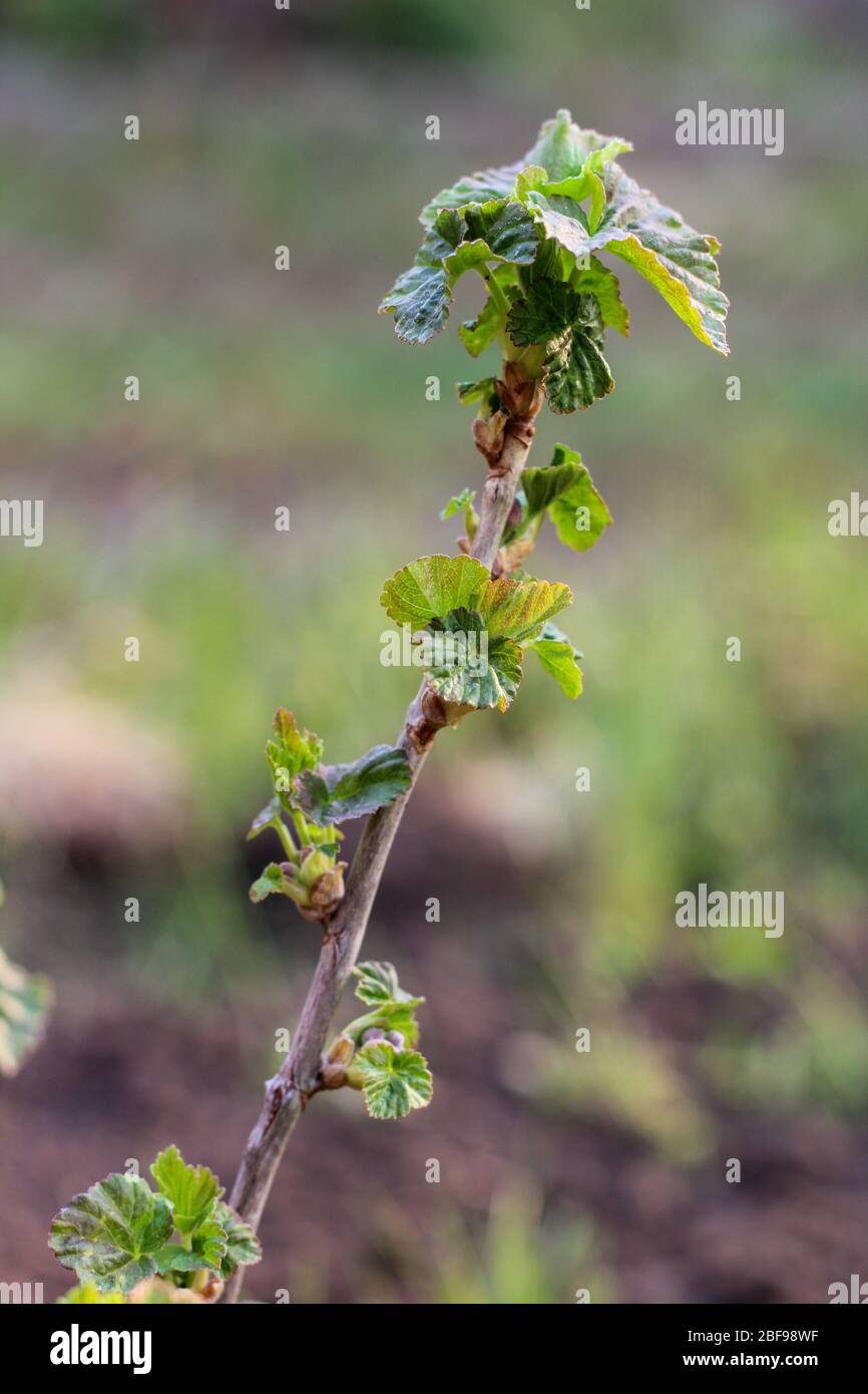 Flowering currant bushes on a blurry spring background Stock Photo - Alamy