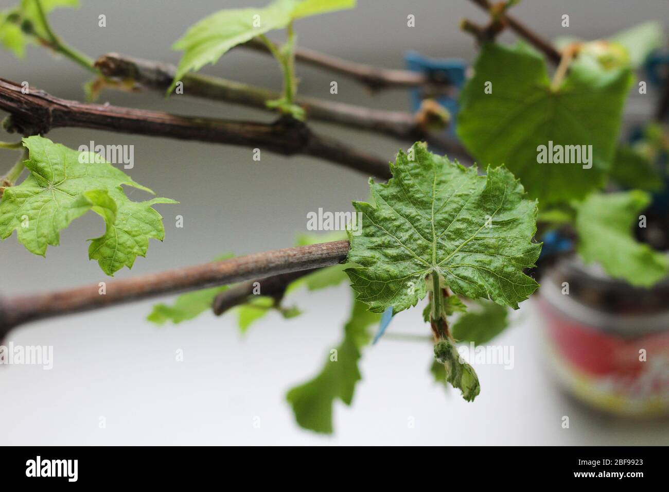 Grape seedlings hi-res stock photography and images - Alamy