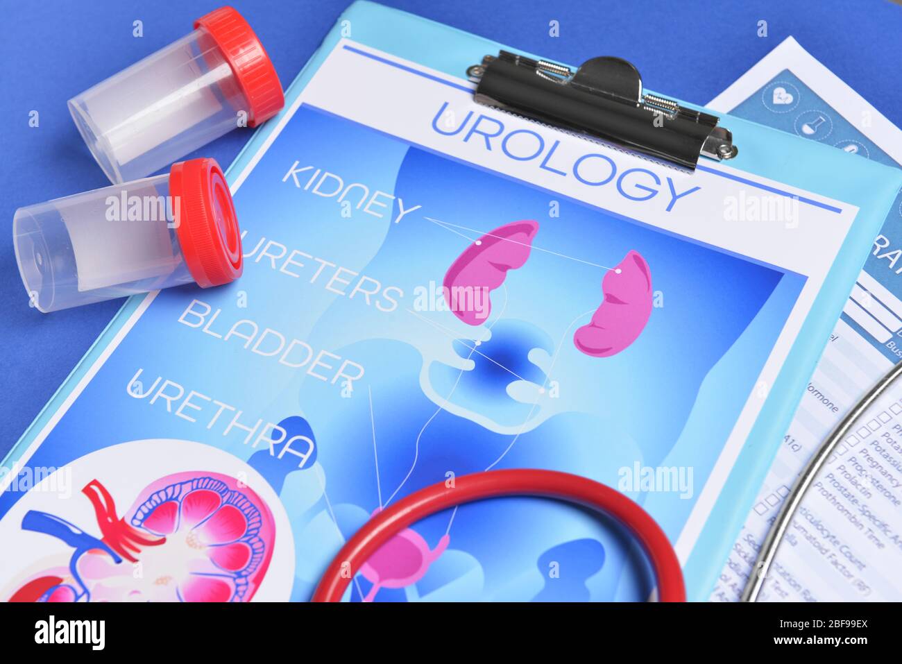 Picture of urogenital system on color background Stock Photo - Alamy