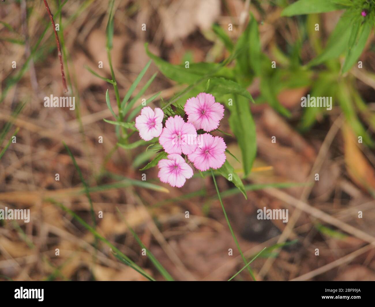 Pink buds of Chinese pink flowers are opening. Floriculture. Close up ...