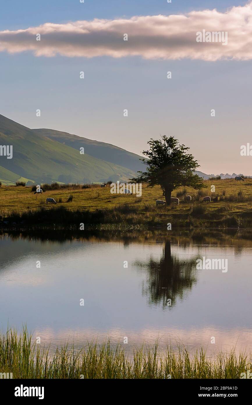 Tewet Tarn and beyond, across the Greta Valley, Blencathra, near ...