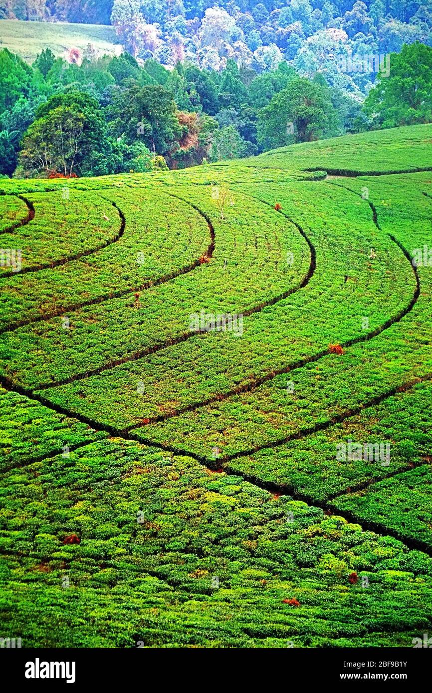 Landscape of Papandayan tea plantation in Garut, West Java, Indonesia ...