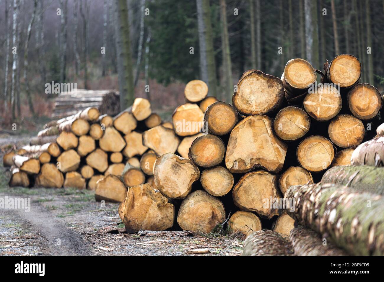 tree logs pilling in the woods Stock Photo - Alamy