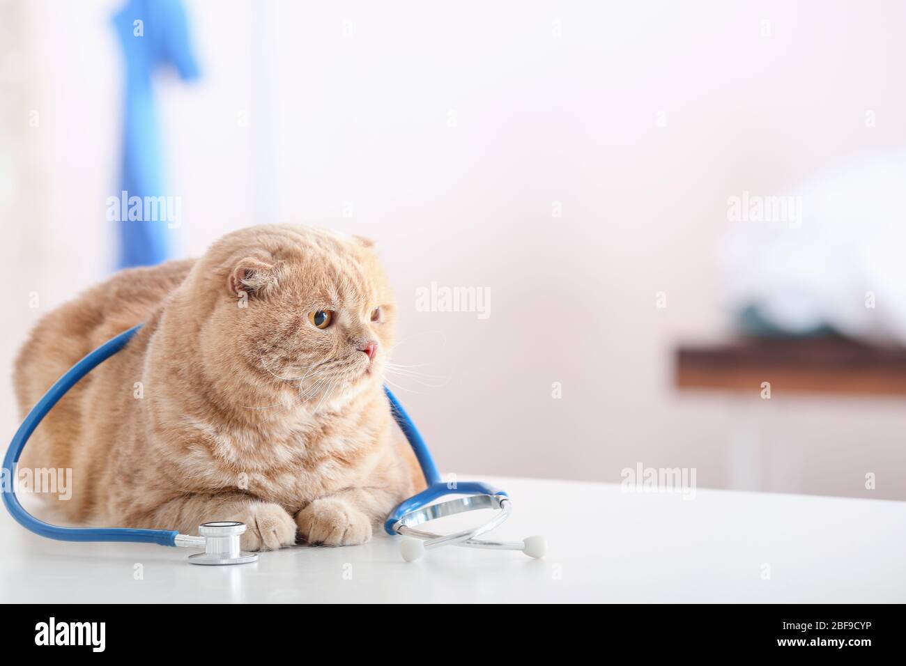 Cute cat with stethoscope in vet clinic Stock Photo - Alamy