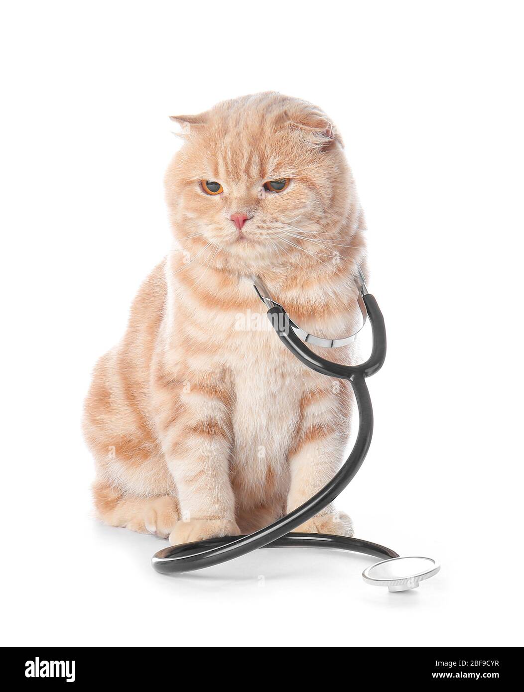 Cute cat with stethoscope on white background Stock Photo - Alamy