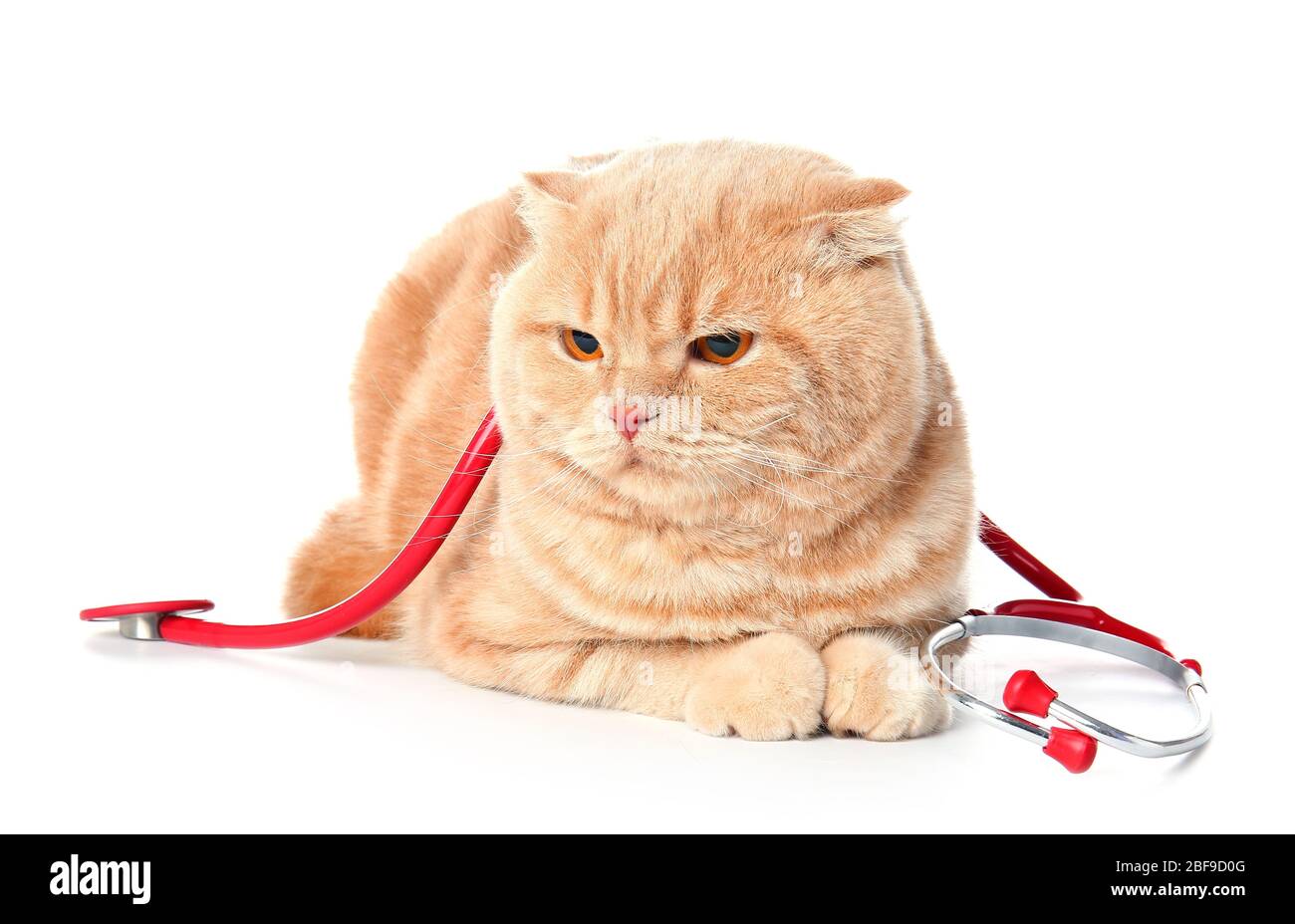 Cute cat with stethoscope on white background Stock Photo - Alamy