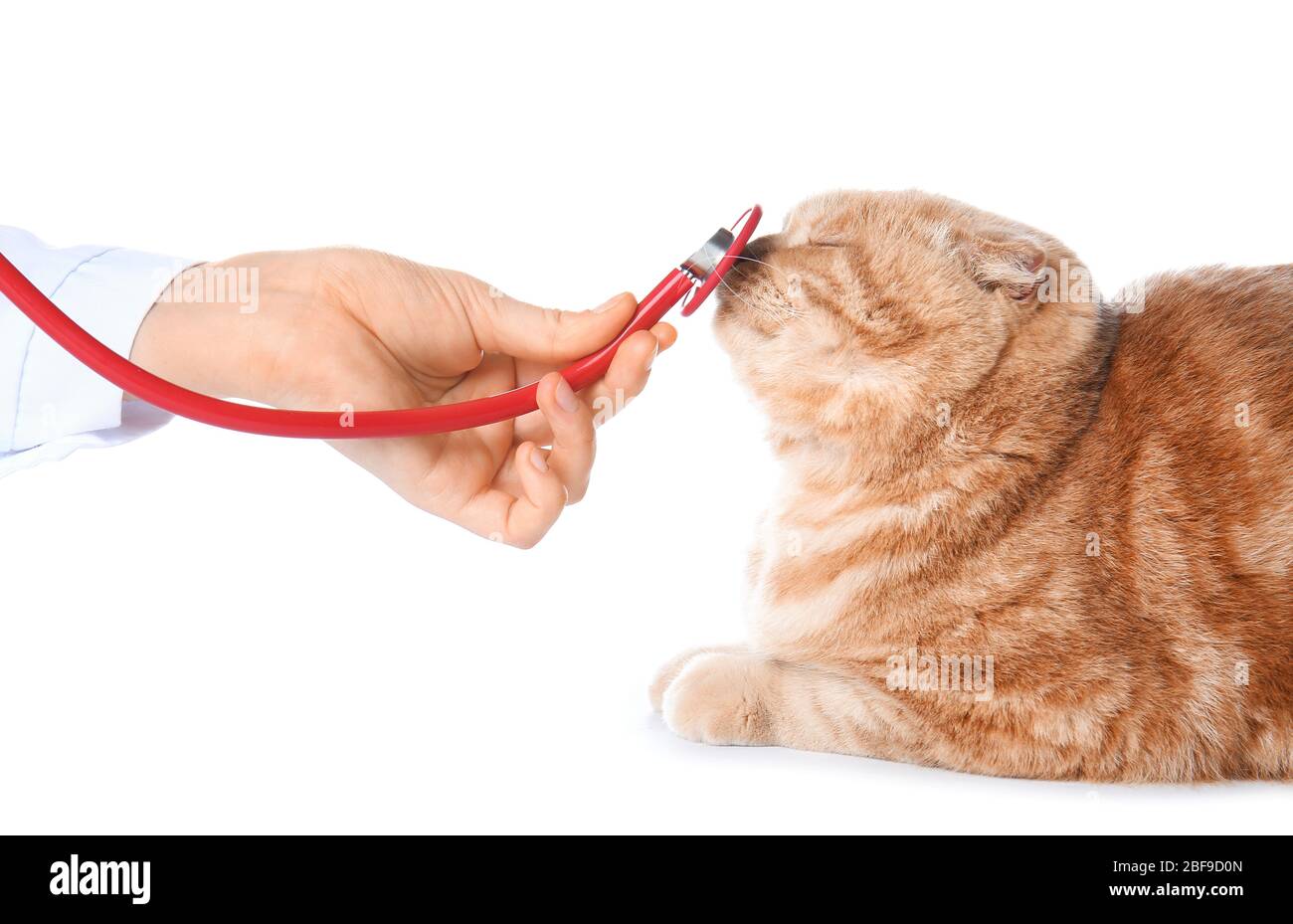 Veterinarian examining cute cat on white background Stock Photo - Alamy