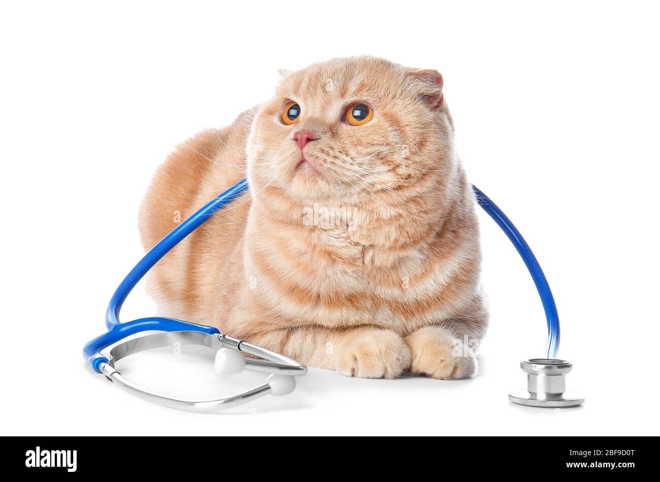 Cute cat with stethoscope on white background Stock Photo - Alamy