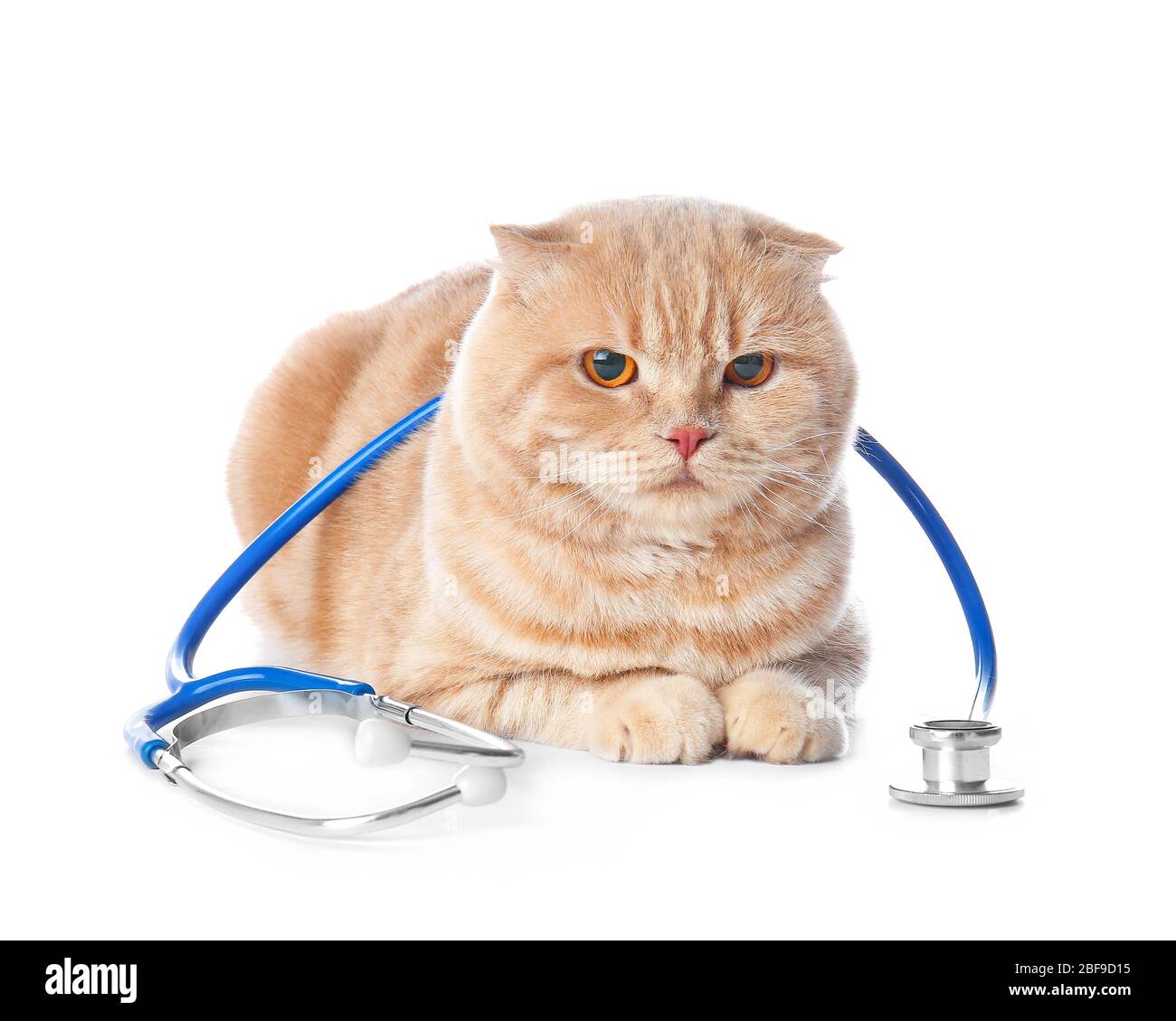 Cute cat with stethoscope on white background Stock Photo - Alamy
