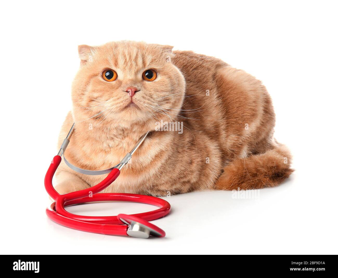 Cute cat with stethoscope on white background Stock Photo - Alamy