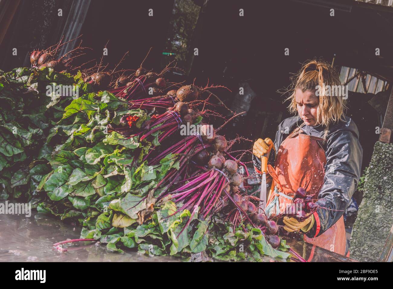 Female Farmer washing beetroot Stock Photo - Alamy