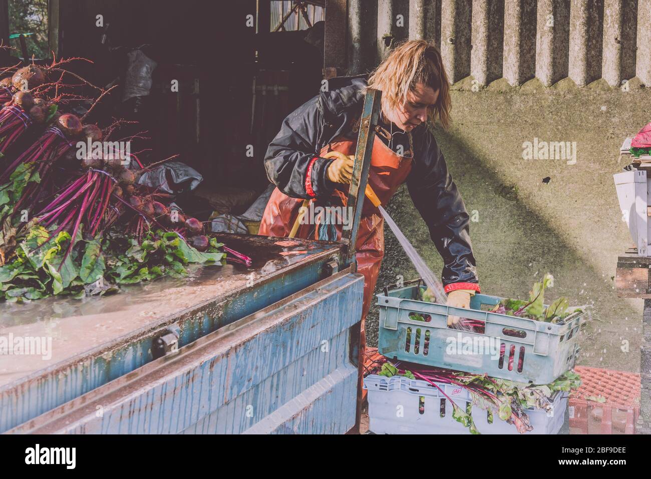 Female Farmer washing beetroot Stock Photo - Alamy
